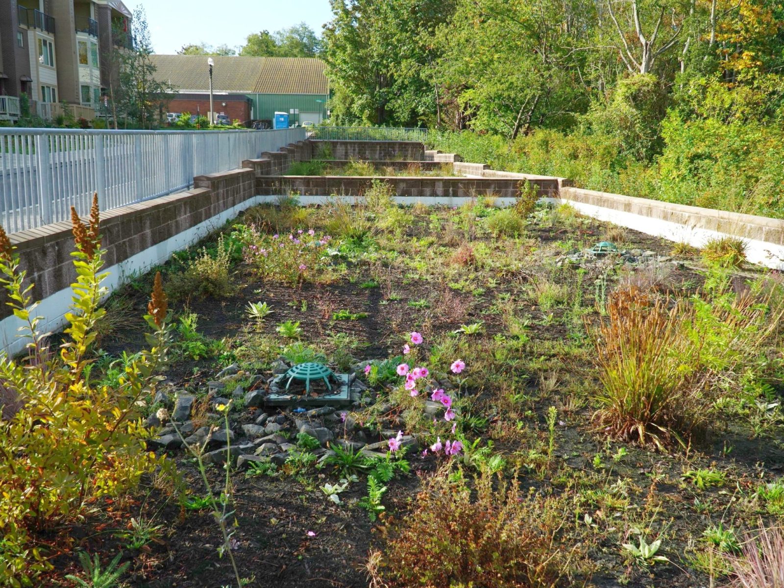 8th St. and Harris Ave. Bioretention Basin - Stormwater Discovery Tours